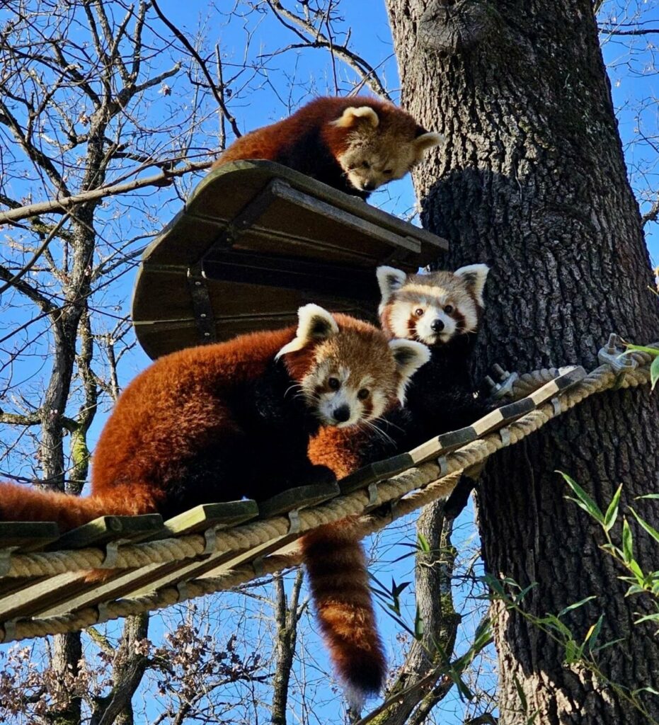 Arrivée de 2 pandas roux - Zoo African Safari