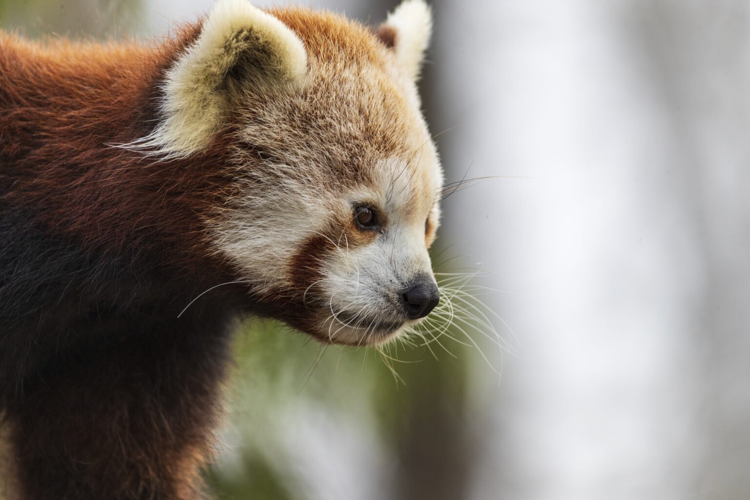 Panda roux - Zoo African Safari