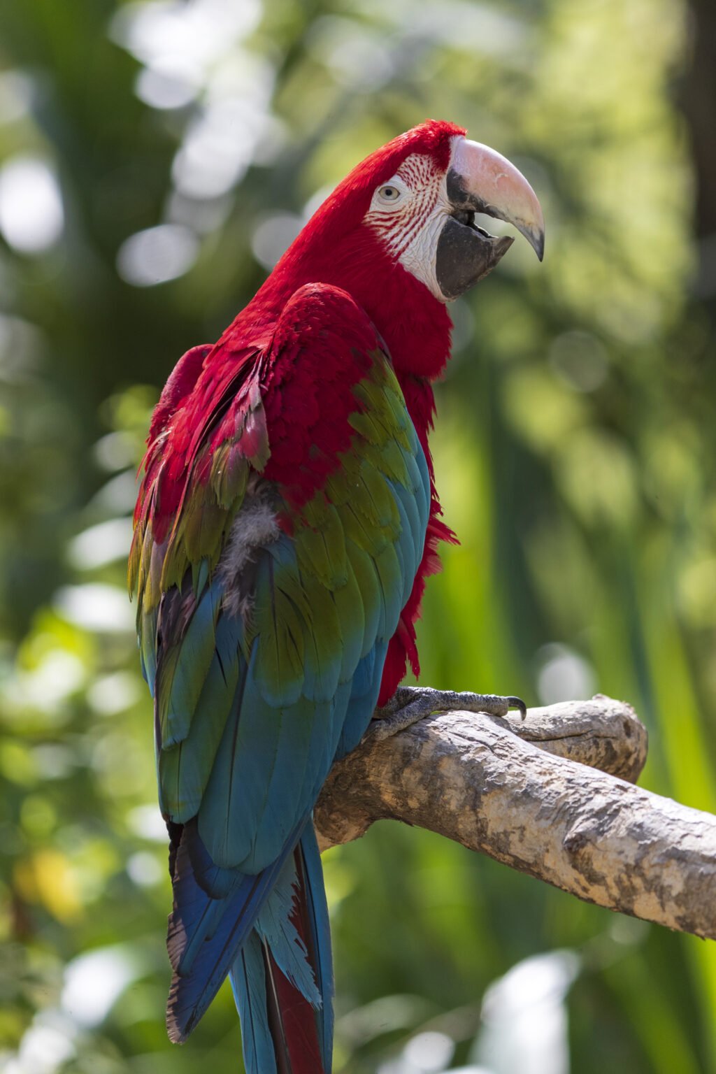 Nos animaux - Zoo African Safari