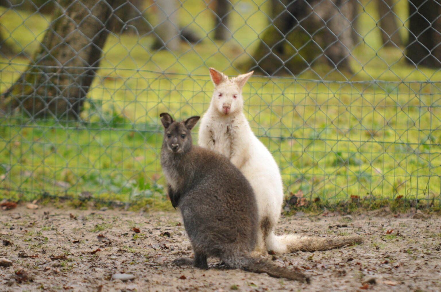 Les nouveautés 2021 - Zoo African Safari