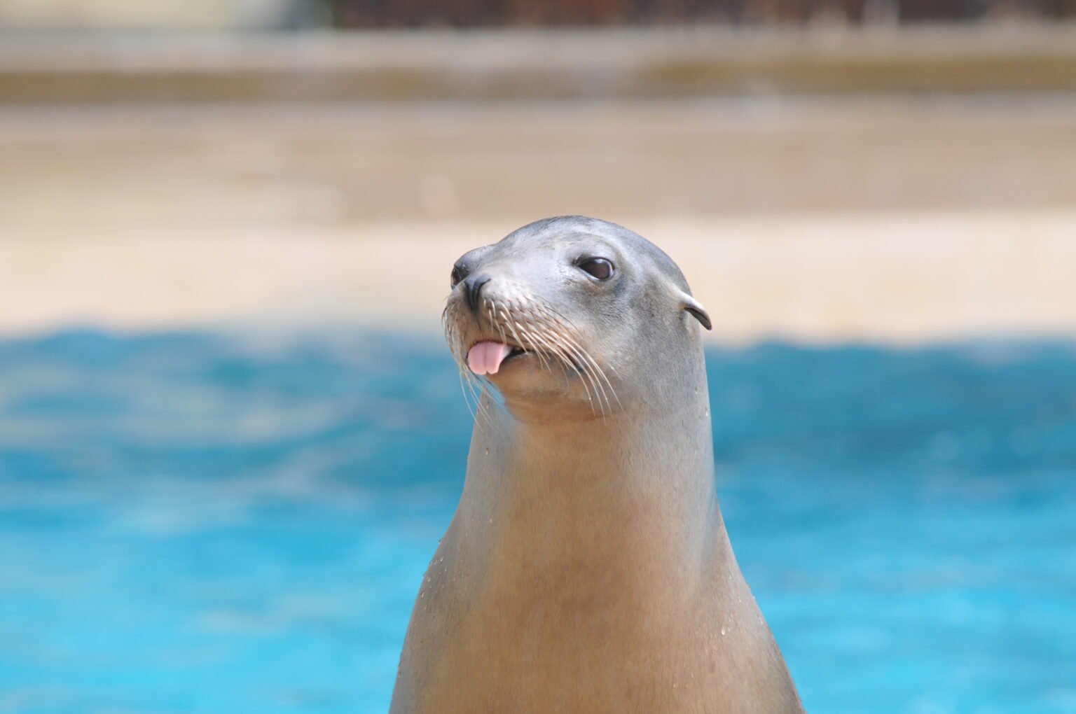 OTARIE DE CALIFORNIE - Zoo African Safari