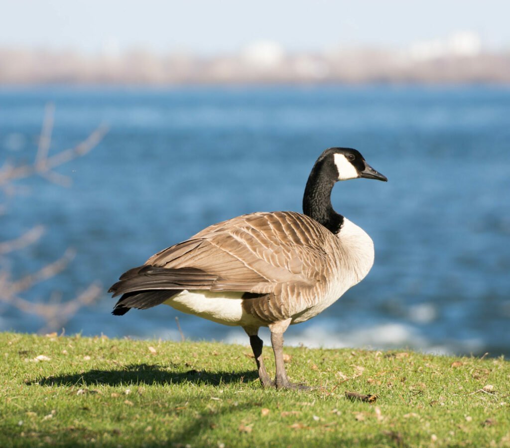 Bernache du Canada - Zoo African Safari