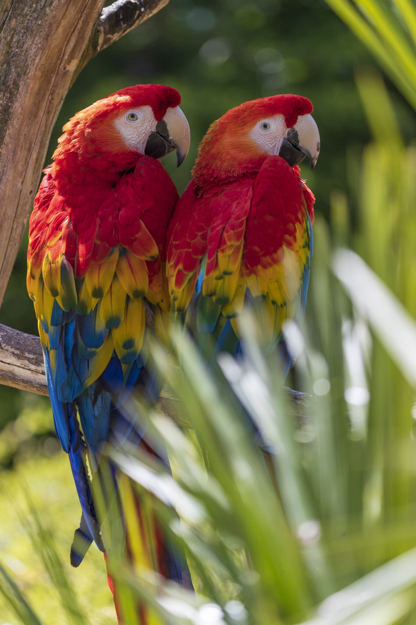 Nos animaux - Zoo African Safari