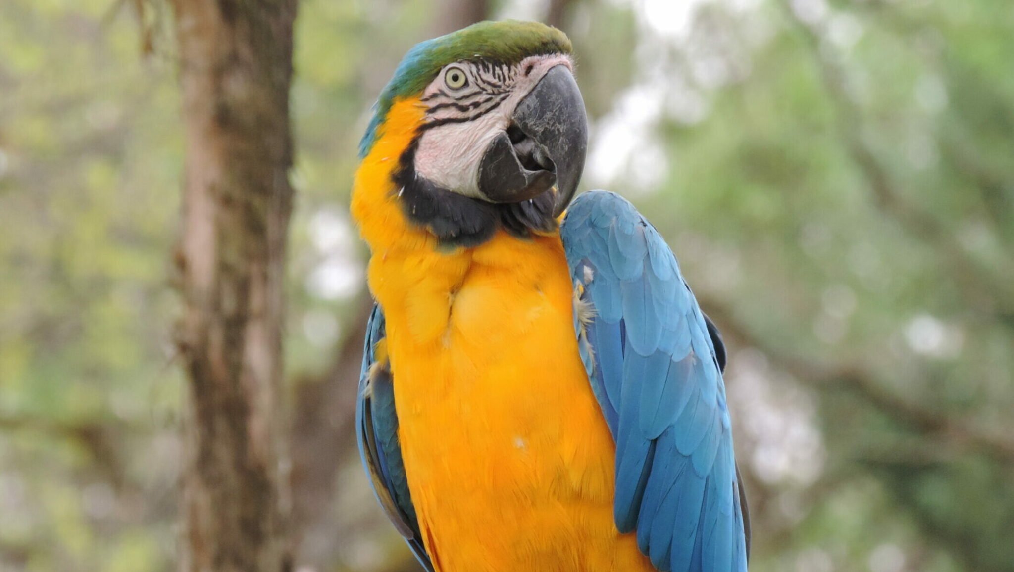 ARA ARARAUNA - Zoo African Safari