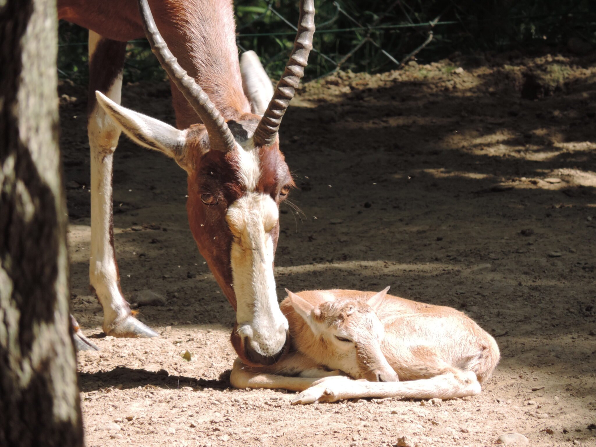 Nos animaux - Zoo African Safari