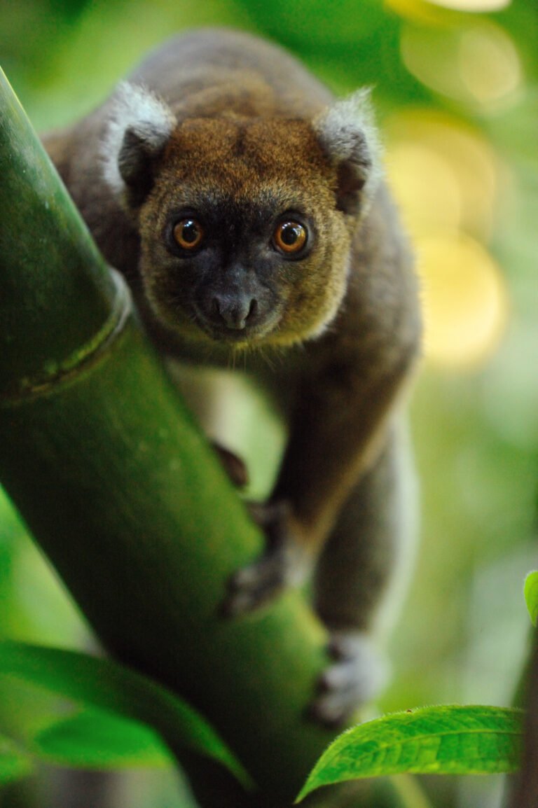 Agenda des rencontres estivales - Zoo African Safari