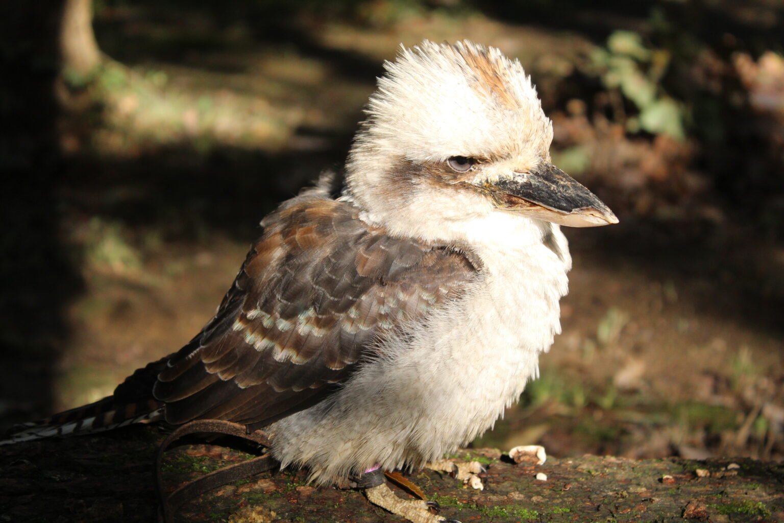 Nos animaux - Zoo African Safari