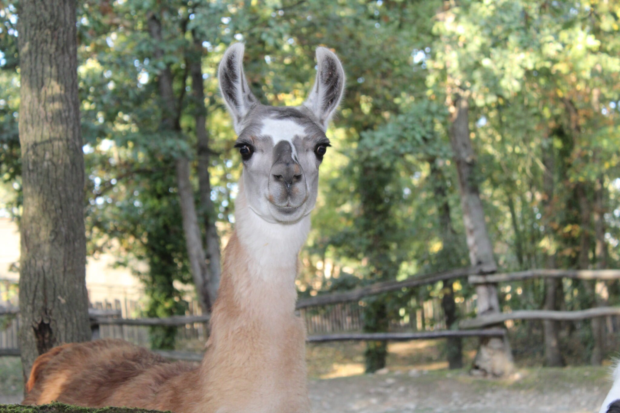 Lama - Zoo African Safari