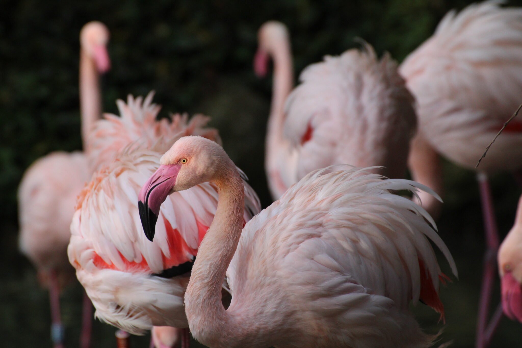 FLAMANT ROSE - Zoo African Safari