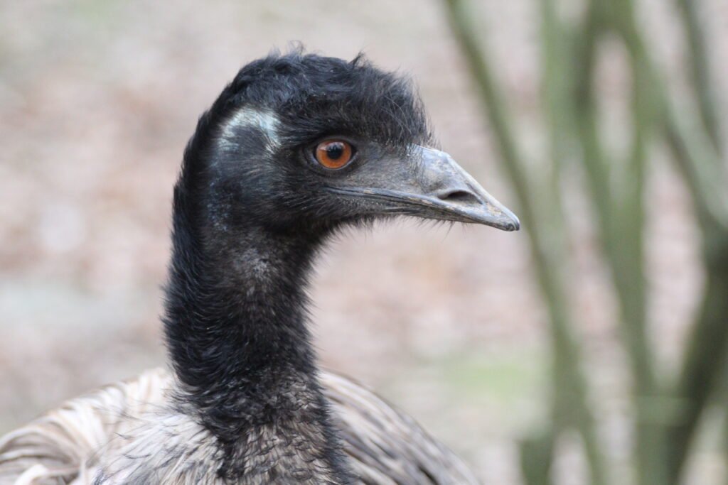 ÉMEU - Zoo African Safari