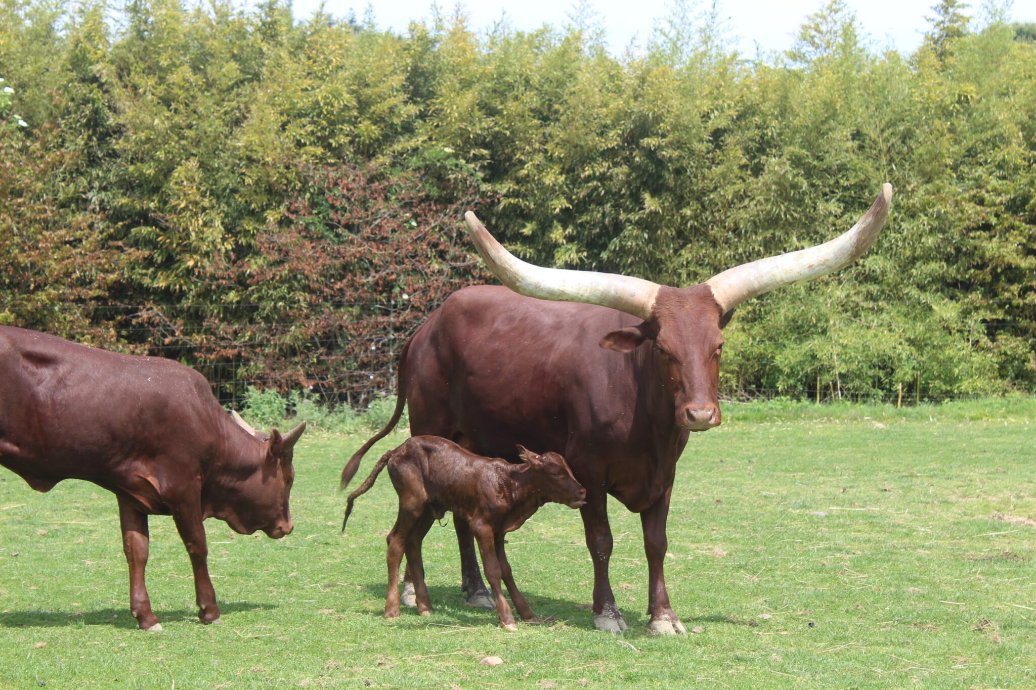 Watusi - Zoo African Safari