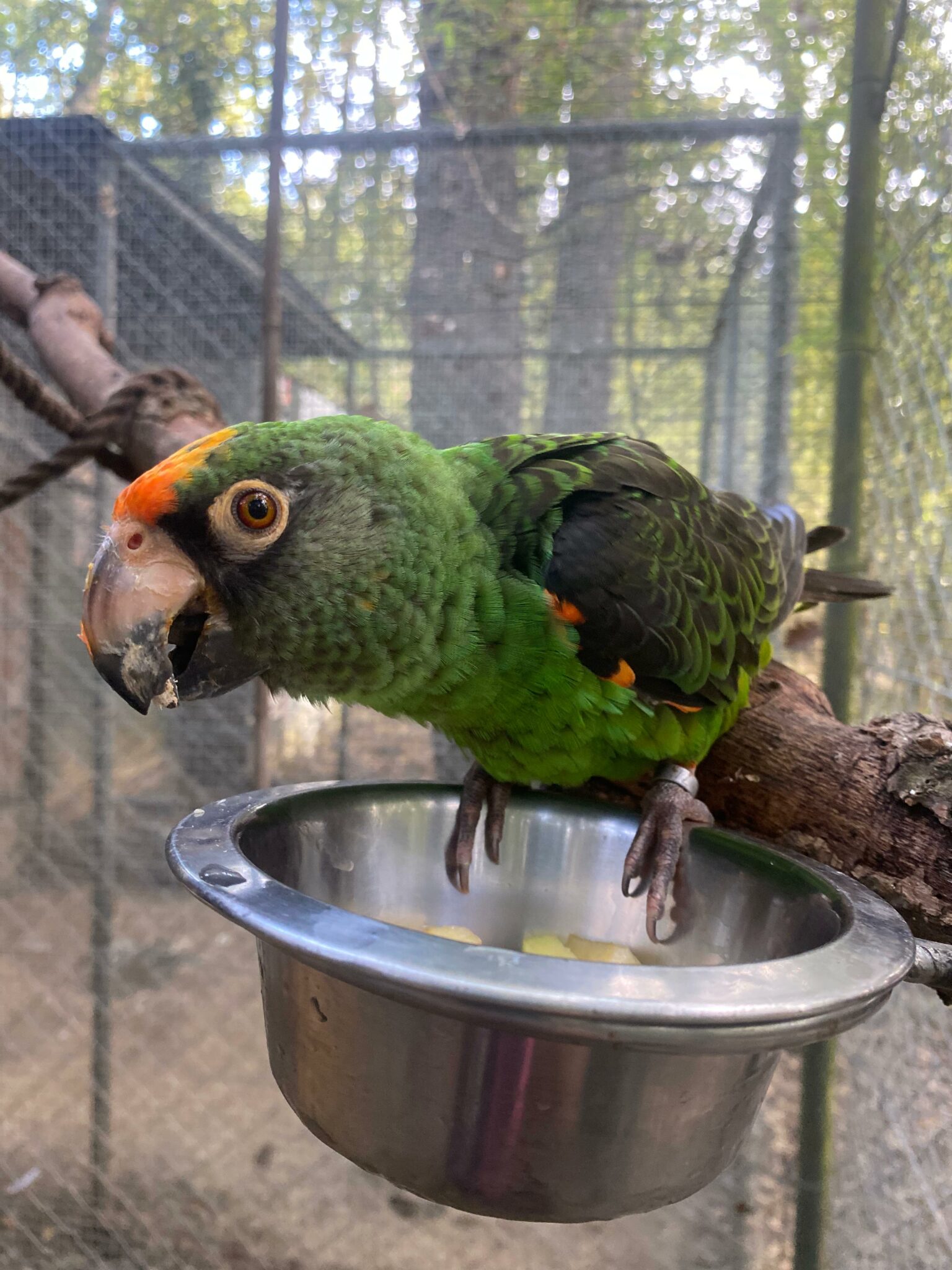 Nos animaux - Zoo African Safari