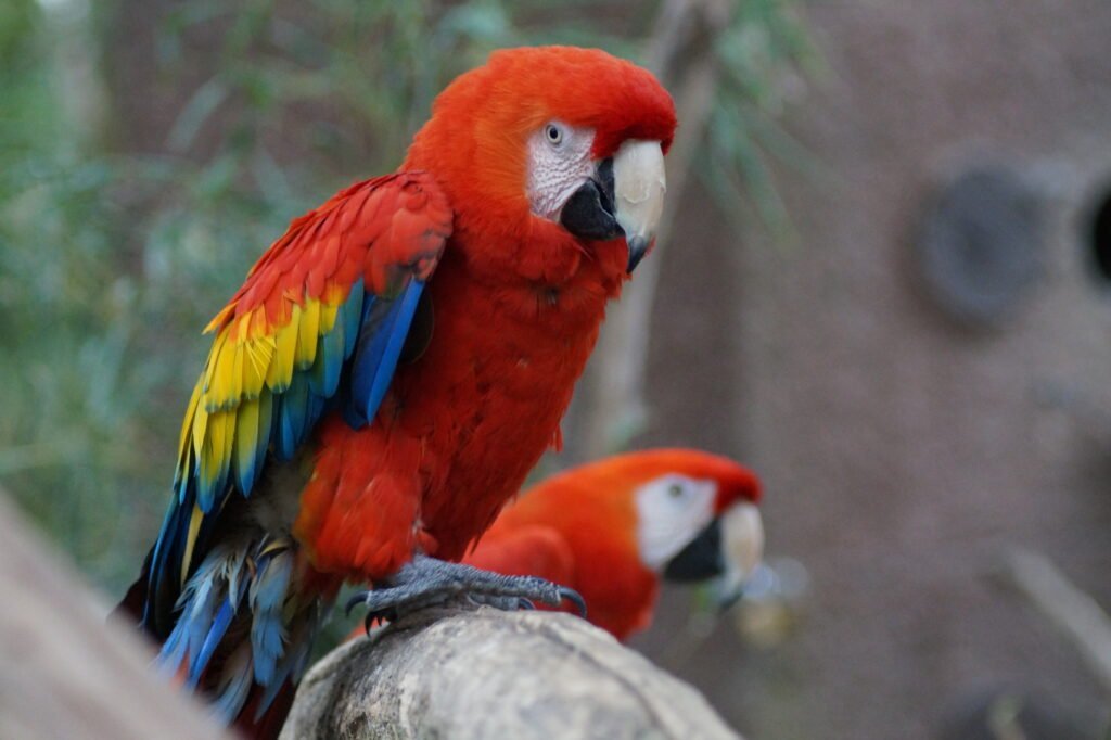 ARA MACAO - Zoo African Safari