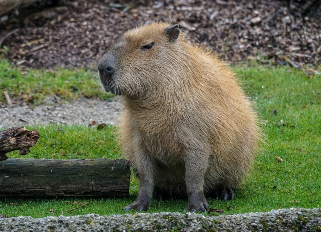 CAPYBARA - Zoo African Safari