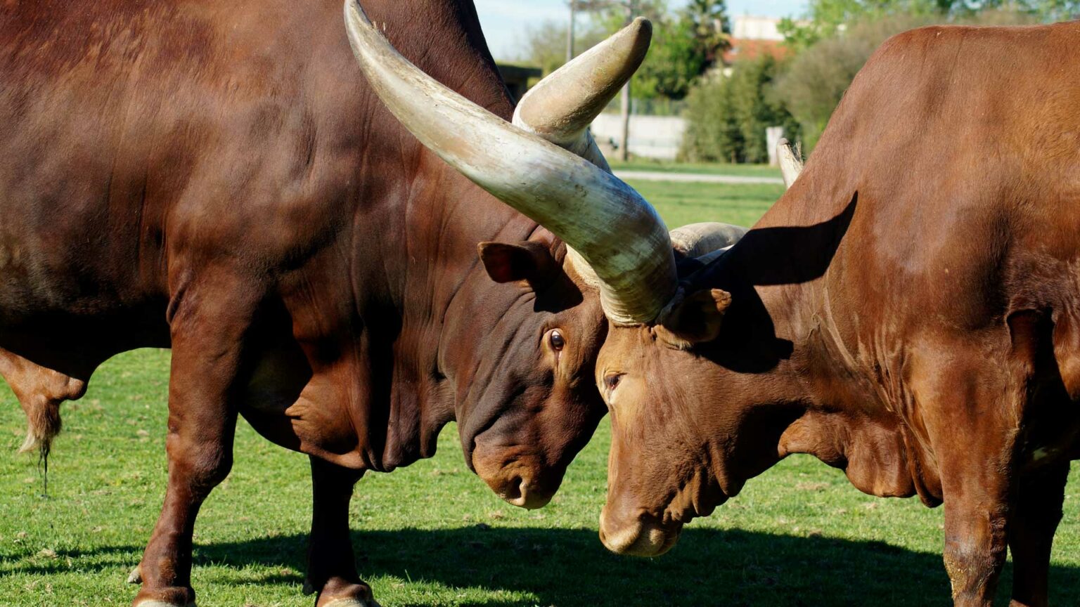 FAQ - Zoo African Safari