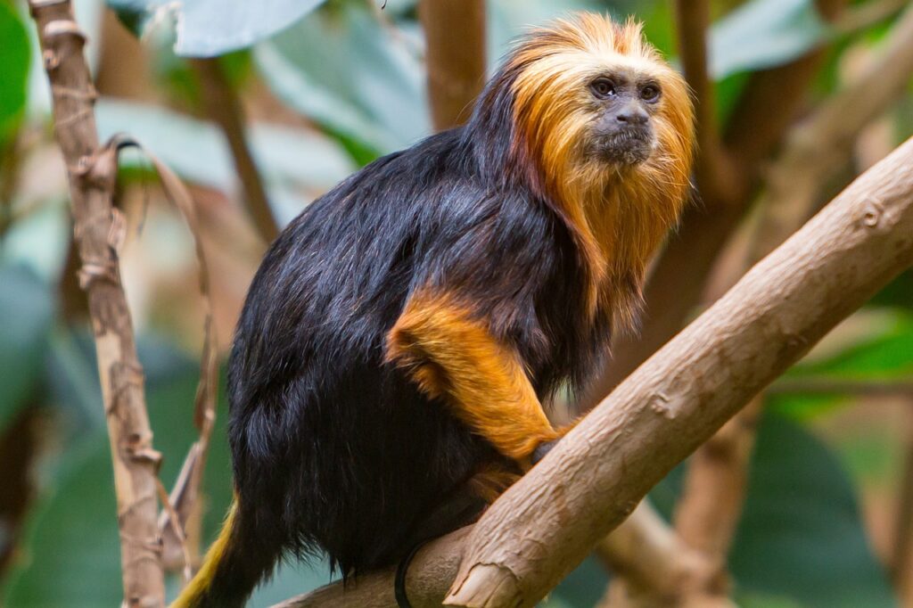 Tamarin lion à tête dorée - Zoo African Safari