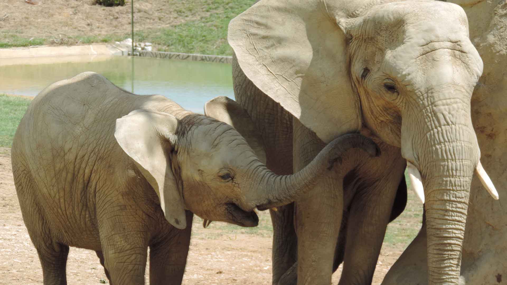 Revenir visiter le parc - Zoo African Safari