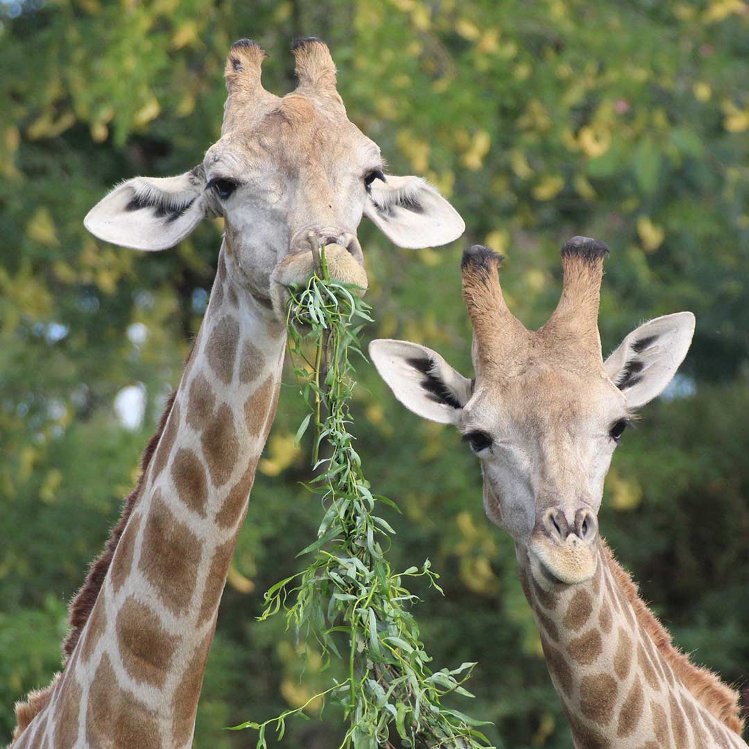 Préparez votre visite - Zoo African Safari