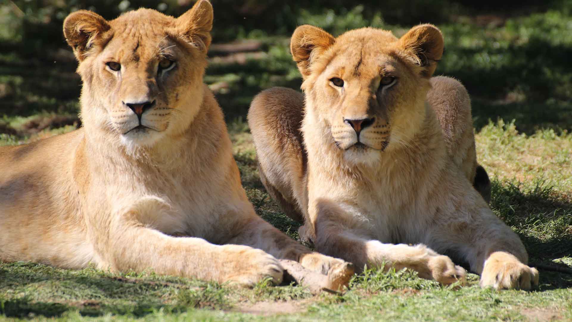 Nos métiers - Zoo African Safari